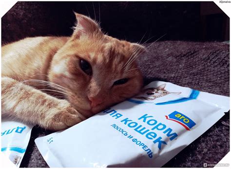 Корм консервированный для кошек Aro с лососем и форелью «Бюджетное угощение к основному корму