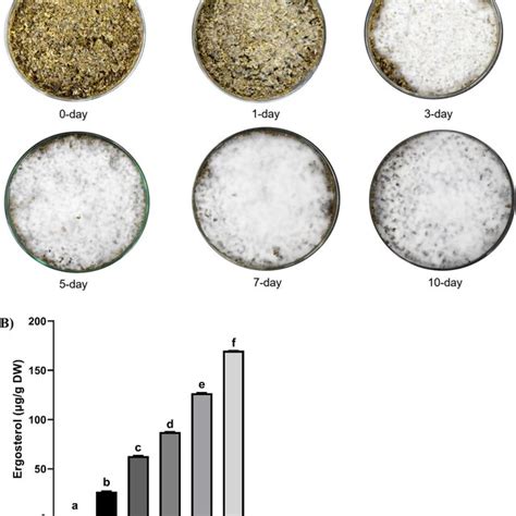 The Growth Of R Oligosporus A And Ergosterol Content B In Yerba