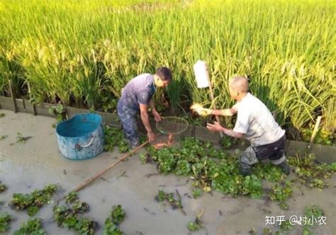 农村创业干啥最赚钱？这12个农村致富好项目，你值得一试！ 知乎