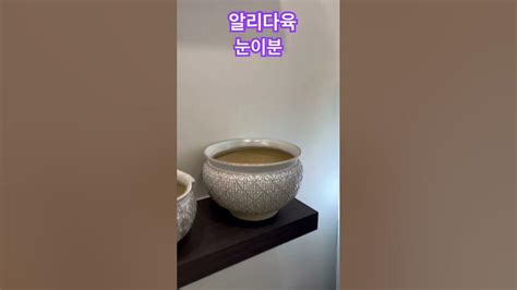 알리다육다육이 다육식물 다육화분 다육화분 다육 다육이키우기 다육이금 다육수입succulents다육창젤리보석 Youtube