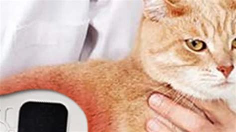 What Are Different Types Of Handheld Laser Devices Americanhear