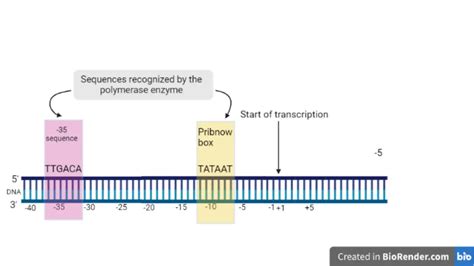 Tata Box Dna Replication