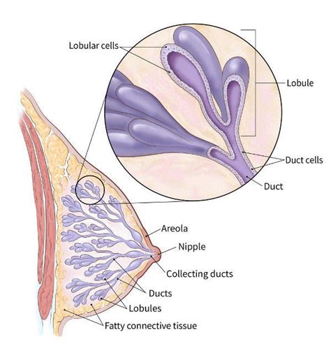 Dense Breast Tissue Breast Density And Mammogram Reports American