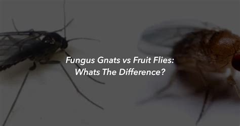 Fungus Gnats Vs Fruit Flies Whats The Difference The Mosquito Company
