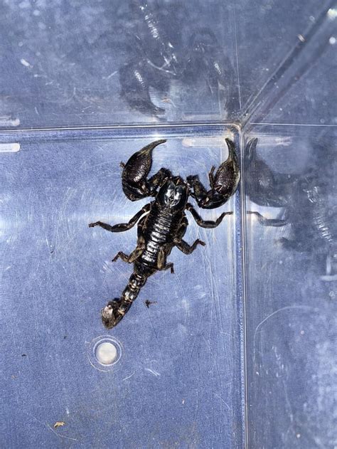 What Sex And Species Is My Scorpion Was Sold As A Afs From Pet Smart