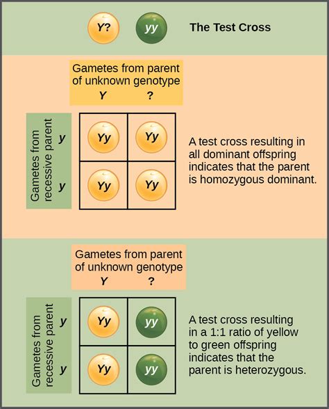 Biology 2e Genetics Mendels Experiments And Heredity Characteristics And Traits Opened Cuny