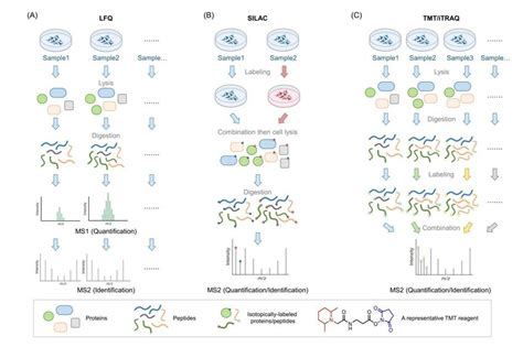 Introduction Of Three Ms Based Proteomics Methods For Peptide Protein Download Scientific