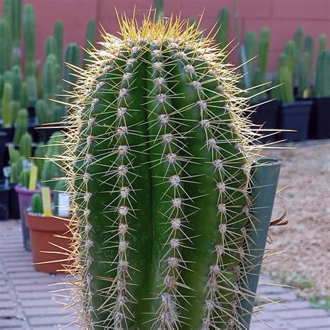 Trichocereus Cactus Species An Introductory Overview Freaky Cacti