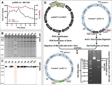 Paci New England Biolabs Bioz