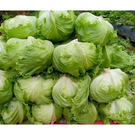 Jual Sayur Letus Head Letuce Fresh Langsung Kebun 500 Gram Shopee