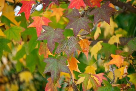 다양한 색상의 아름다운 단풍 사진 무료 다운로드 Lovepik