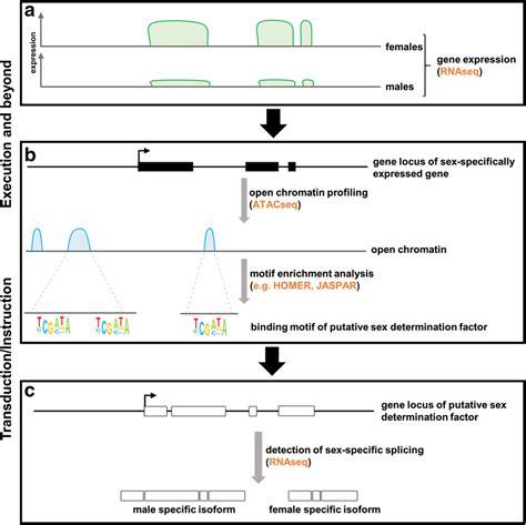 Overview Of Suggested Unbiased Methods To Reveal Sexspecifically Download Scientific Diagram