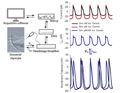 Figure S Dynamic Clamp Approach A Schematic Of The Dynamic Clamp Download Scientific