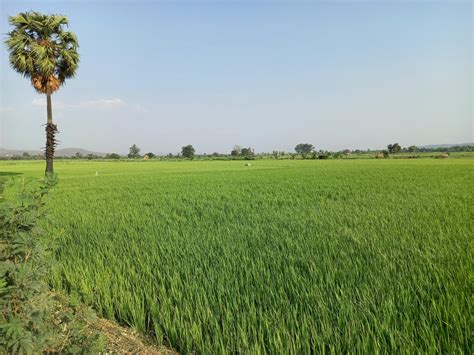 ငဖဲမြို့နယ် မန်းချောင်းရေလှောင်တမံဆည်ရေဖြင့် နွေစပါး ၁၂၇၁ ဧက စိုက်ပျိုးအောင်မြင်ဖြစ်ထွန်း