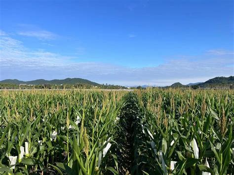 一个玉米好品种的特点 知乎