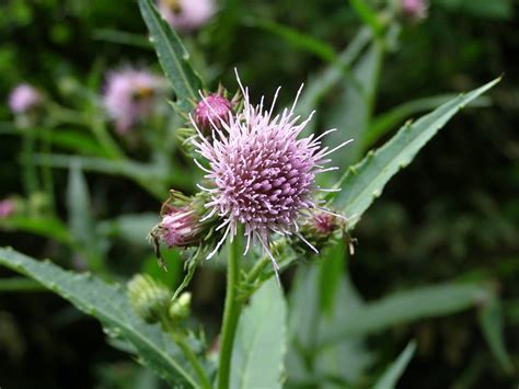 マルバヒレアザミ 函館山に咲く 野の花