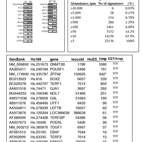 RT PCR Analysis A Cumulative Tpm B And Tpm Of Known ES Cell Download Scientific Diagram