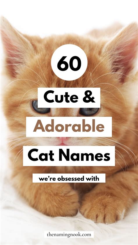 60 Cute And Adorable Cat Names Sweet Kitten Names Adorable Kitten