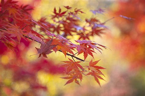유토이미지 공원 가을 빨간 단풍