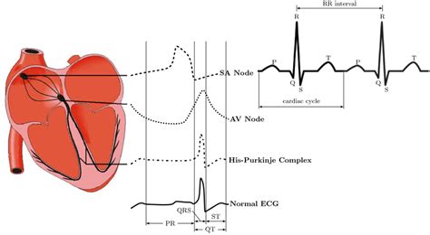 Schematic View Of The Heart With Its Distinct Waveforms For The