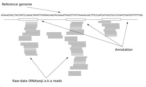 Introduction To Rnaseq