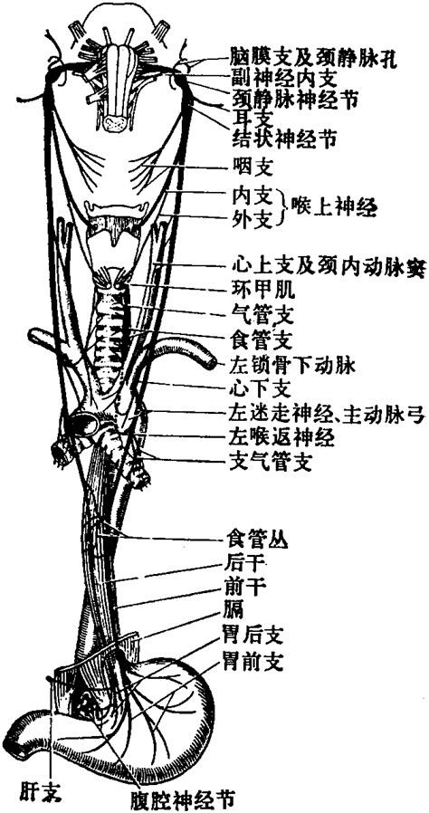 图382 迷走神经 人体解剖学