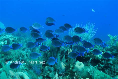 Blue Tangs