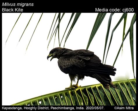 Milvus Migrans Boddaert 1783 Black Kite Birds