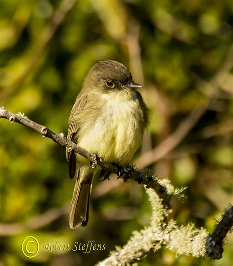 Eastern Phoebe Birdforum