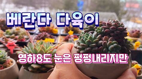20240122 매서운 날씨에도 꽃대올리는 다육이들 꽃대관리는다육이 다육식물 다육일기 Koreansucculentplants たにくしょくぶつ 多肉植物