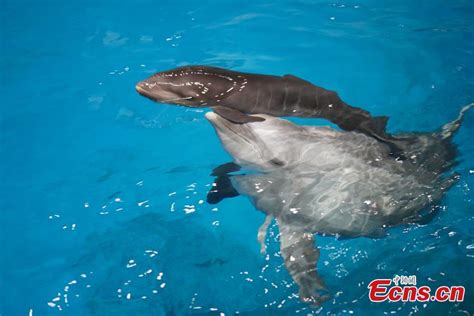 Whale Dolphin Hybrid