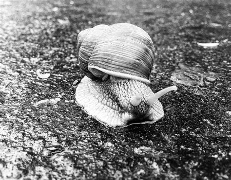 Big Garden Snail In Shell Crawling On Wet Road Hurry Home Stock Image