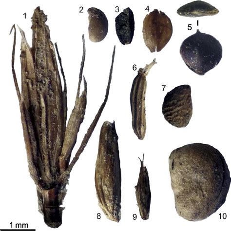 Plant Macrofossils Of The Plants Of The Sediment Sample From The Yuka