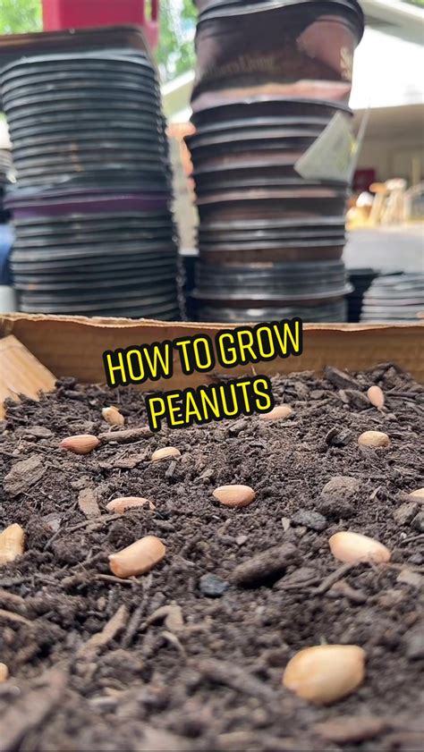 Peanuts Growing Growing Peanuts Update 8 Weeks To 4 Months