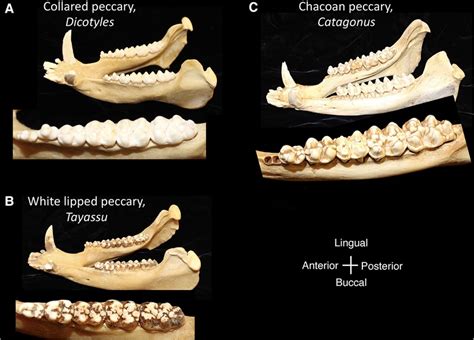 Frontiers Mammalian Dental Diversity An Evolutionary Template For