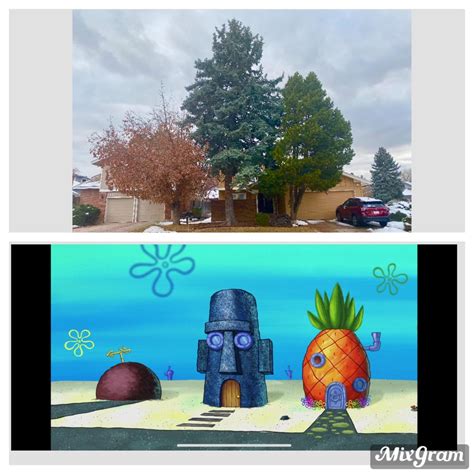 These Trees In Front Of My House Resemble Spongebobs Neighborhood R