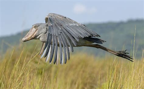 The Shoebill Podcast Episode