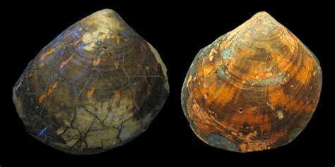 Glowing Fossils Fluorescent Color Patterns Found In 240 Million Year Old Shells