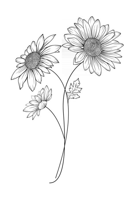 Daisy Flower Outline Daisy Line Art Line Drawing Chamomile Outline