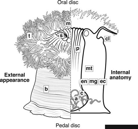 Metridium Anatomy