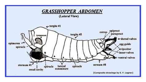Insect Morphology Pdf