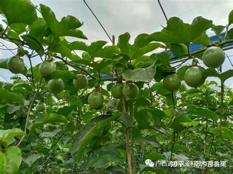 为什么建议你种植百香果采取一年一种或两年一种 知乎