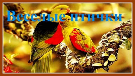 Веселое Пение Лесных птиц Forest Birds Singing Youtube