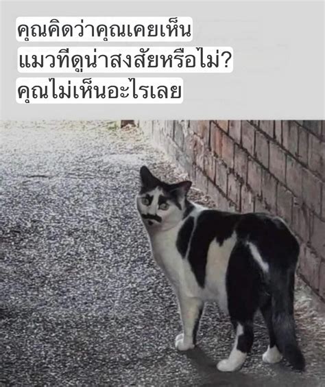 ทาสแมว น่าสงสัยสุดๆ น่าจะมาแอบสืบความลับอะไรบางอย่างแน่ๆ Facebook