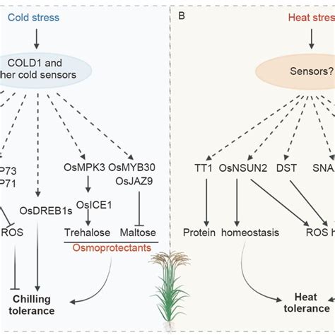 PDF Rice Functional Genomics Decades Efforts And Roads Ahead