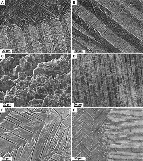 Shell Microstructure Of Conus Sp Specimens A B E F Well Defined