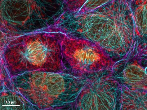 3d Fluorescence Cell Imaging With Different Technologies