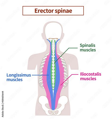 Illustration Of The Anatomy Of The Erector Spinae Muscle Stock Vector