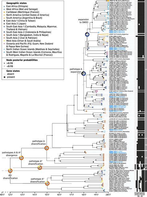 Spatiotemporal Bayesian Reconstruction Of Xci Evolutionary Download Scientific Diagram