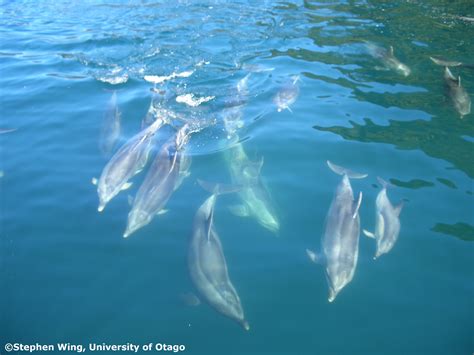 Learnz Marine Reserves — Science Learning Hub